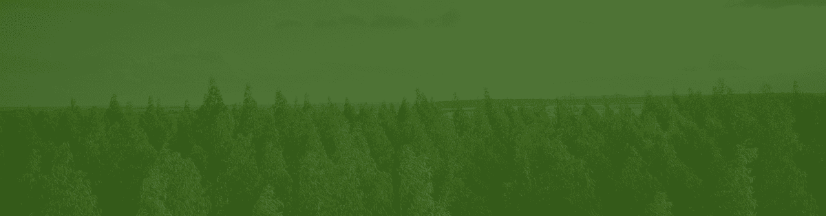 Green Paper Products | Sustainable & Disposable Tableware Products