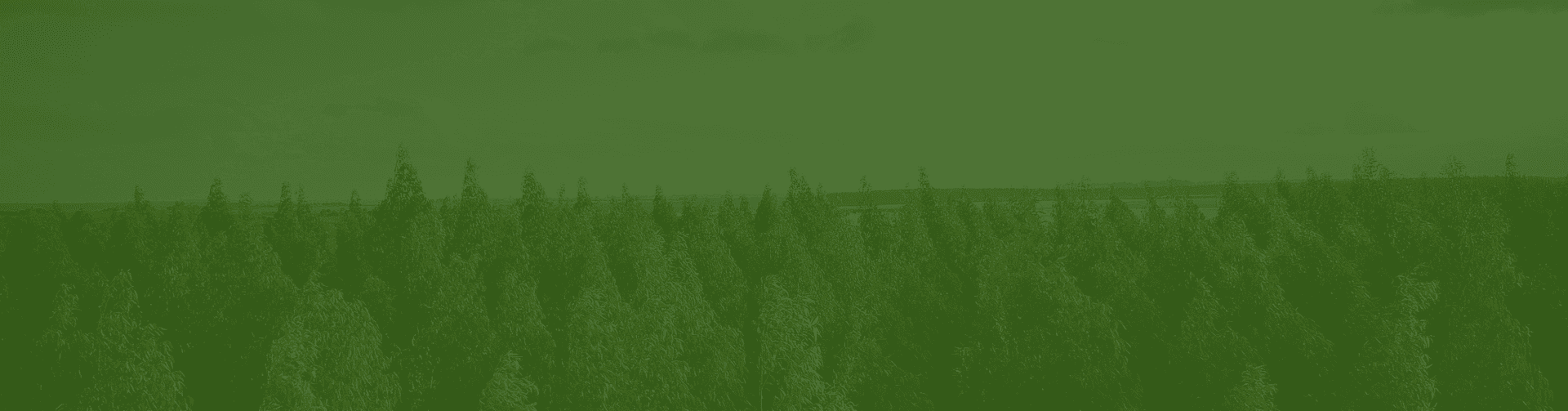 Green Paper Products | Sustainable & Disposable Tableware Products