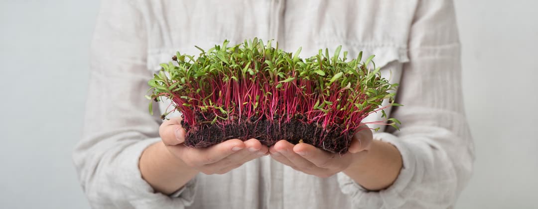 Exploring the World of Microgreens & Sustainable Containers for a ...